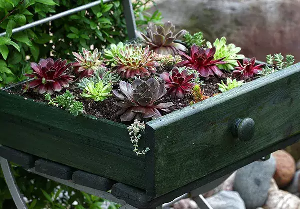 多肉植物】 センペルビウムの育て方とは?増やし方や植え替え 多肉植物】 センペルビウムの育て方とは?増やし方や植え替え