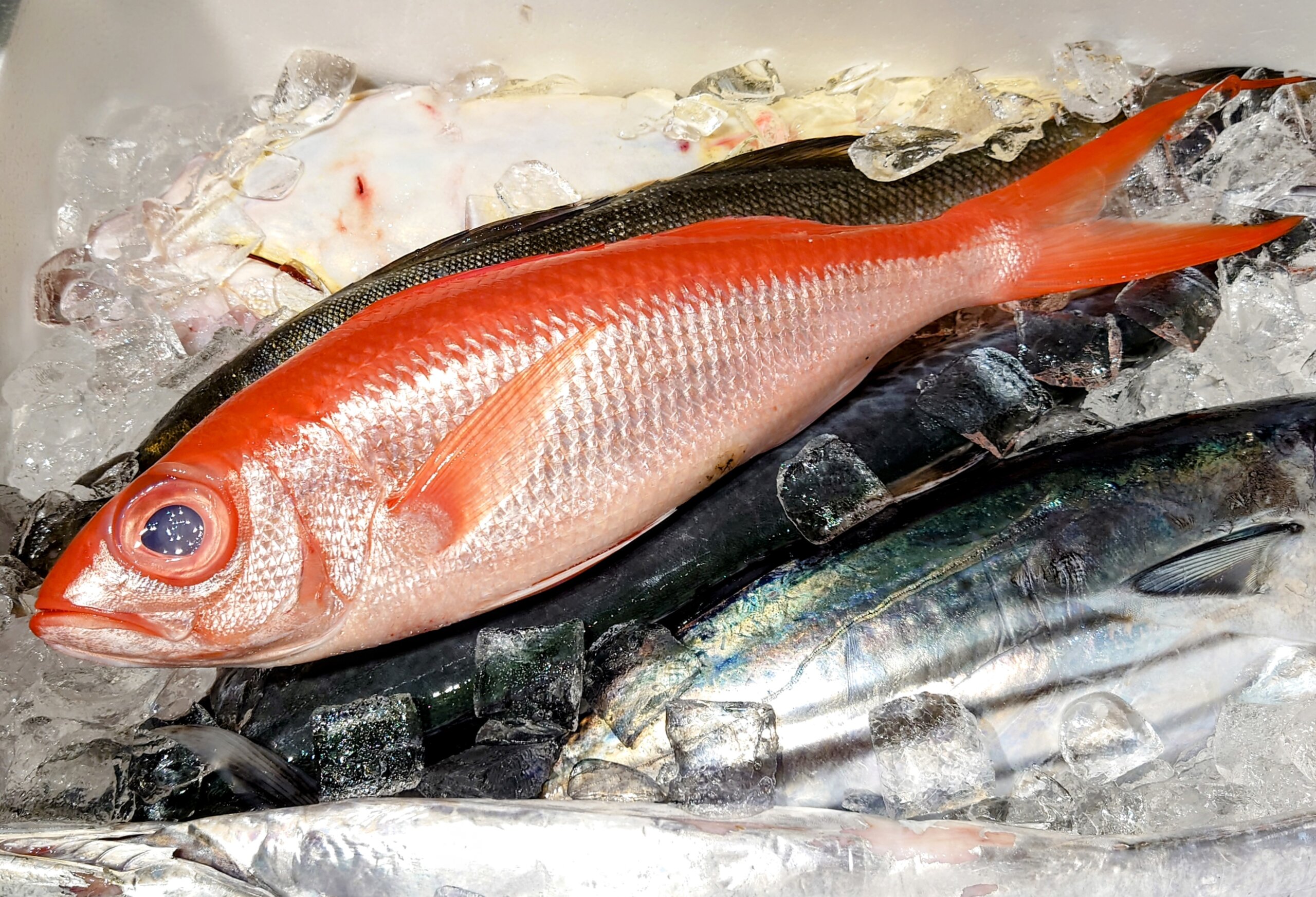 ハマダイ (浜鯛)・オナガダイ・アカマチ｜みなとの野菜大辞典