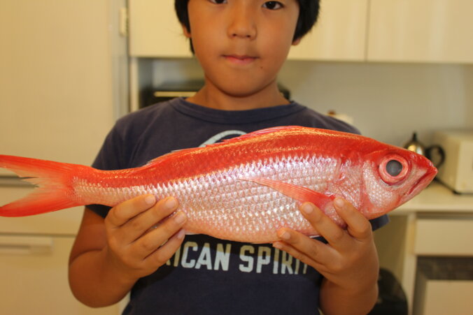 ハマダイ (浜鯛)・オナガダイ・アカマチ｜みなとの野菜大辞典